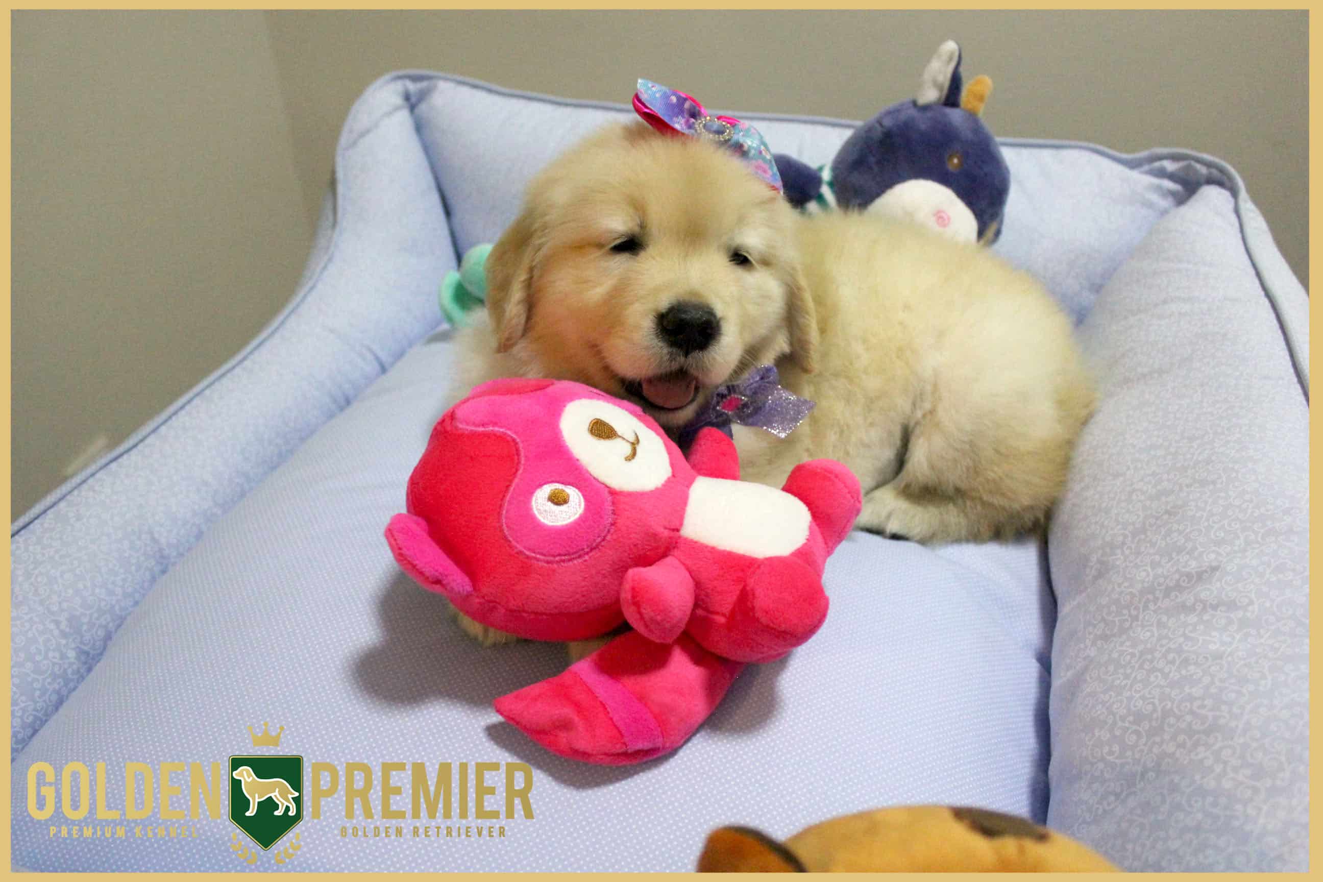 Filhotes Golden Retriever - Filhote de Golden Retriever veja o preço